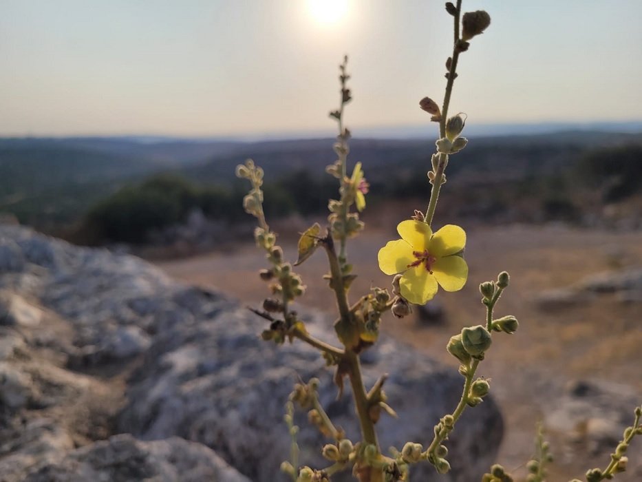 Keren Kayemeth LeIsrael - KKL-JNF - KKL-JNF Employee Photos: Naomi Aviv ...