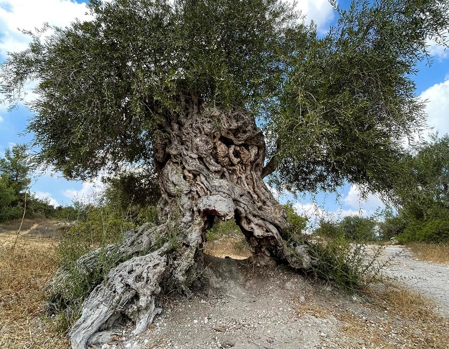 Keren Kayemeth LeIsrael - KKL-JNF - KKL-JNF Employee Photos: Naomi Aviv ...