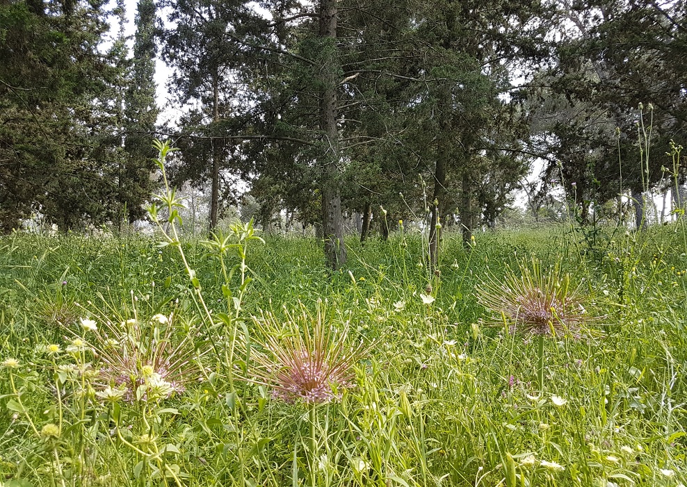 Keren Kayemeth LeIsrael - KKL-JNF - Green Israel News - Species ...
