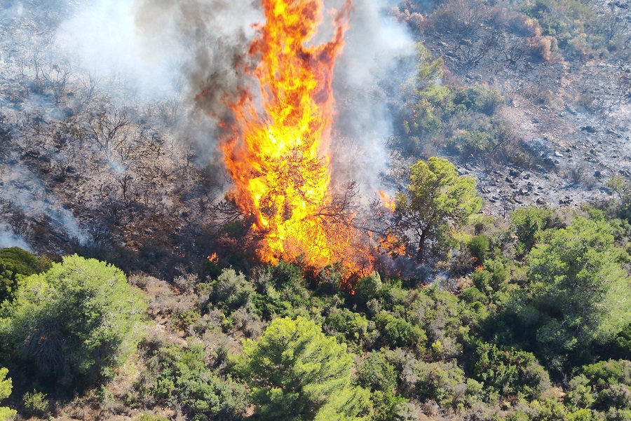 Keren Kayemeth LeIsrael - KKL-JNF - The North is on Fire: About 230 ...