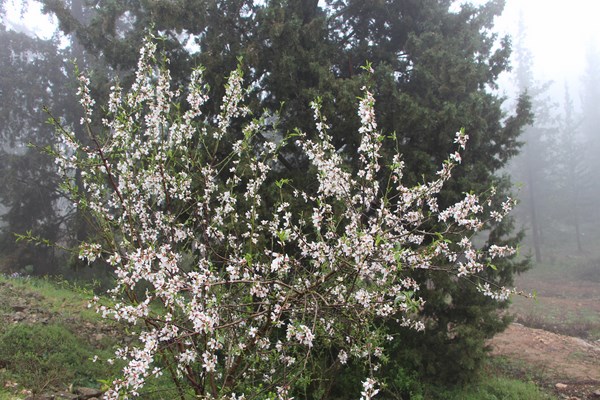 Keren Kayemeth LeIsrael - KKL-JNF - Kenyan President Plants an Olive ...