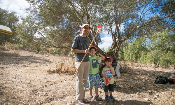 Keren Kayemeth LeIsrael - KKL-JNF - Harvesting Olives the Traditional ...