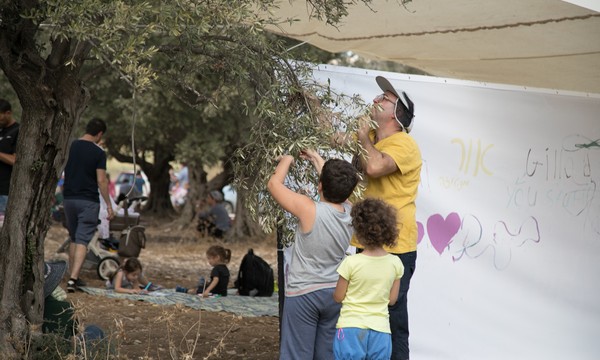 Keren Kayemeth LeIsrael - KKL-JNF - Harvesting Olives the Traditional ...