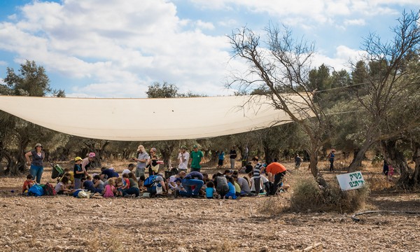 Keren Kayemeth LeIsrael - KKL-JNF - Harvesting Olives the Traditional ...