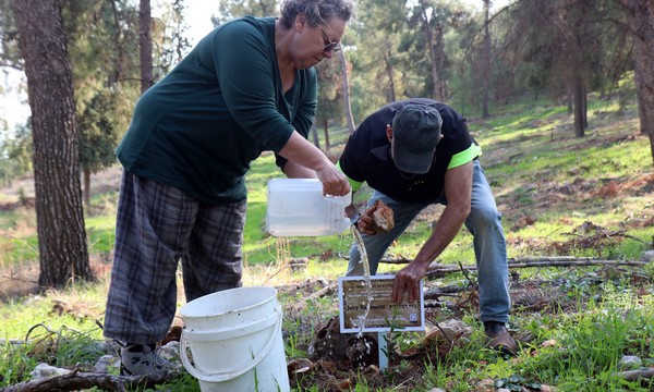 Keren Kayemeth LeIsrael - KKL-JNF - Olive Trees Planted for the 11 ...