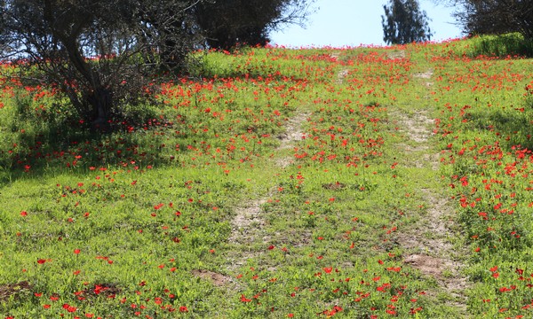 Keren Kayemeth LeIsrael - KKL-JNF - Accessible Adventures on the ...