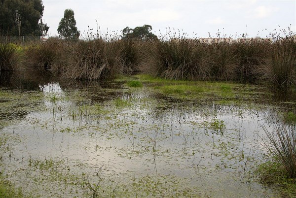 Bridge excursions - A Bridge Over Still Waters - Keren Kayemeth ...