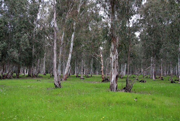 Bridge excursions - A Bridge Over Still Waters - Keren Kayemeth ...