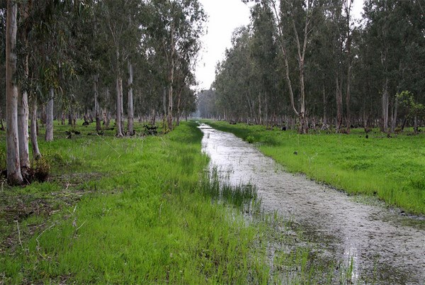 Bridge excursions - A Bridge Over Still Waters - Keren Kayemeth ...