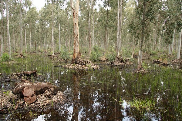Bridge excursions - A Bridge Over Still Waters - Keren Kayemeth ...