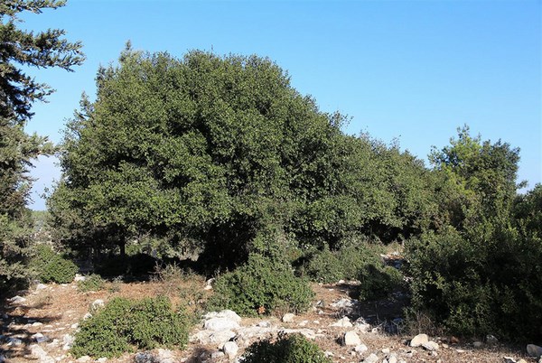 Jezreel Trail: Kfar HaHoresh Forest - Keren Kayemeth LeIsrael - KKL-JNF