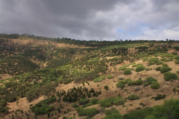 Mount Berenice - A View to the Sea of Galilee - Keren Kayemeth LeIsrael ...