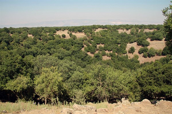 Odem Forest – an Excursion - Keren Kayemeth LeIsrael - KKL-JNF