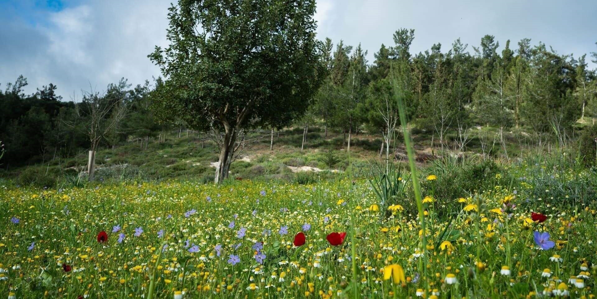 KKL JNF | JNF Israel | Forests, parks and sites | JNF donation | Home page
