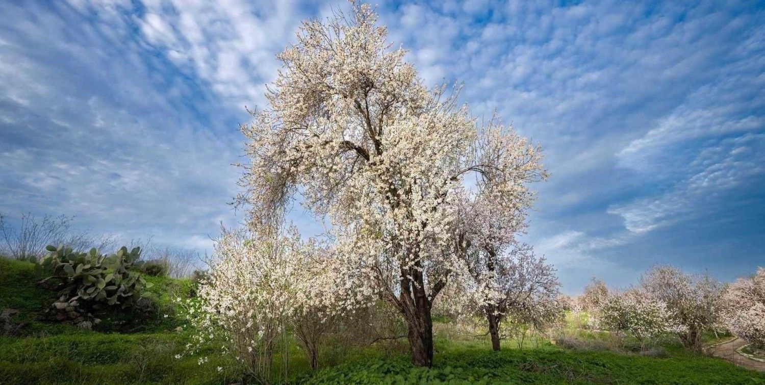 KKL JNF | JNF Israel | Forests, parks and sites | JNF donation