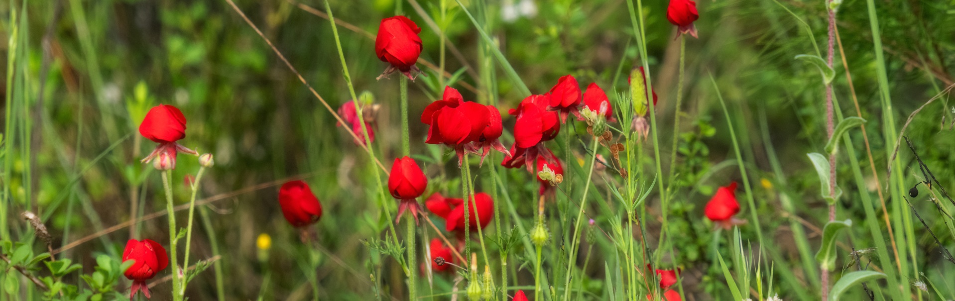 Keren Kayemeth LeIsrael - KKL-JNF - KKL-JNF Celebrates Passover in a ...