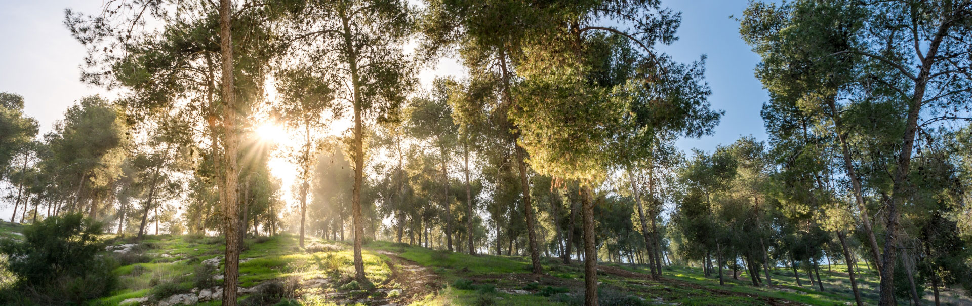 Keren Kayemeth LeIsrael - KKL-JNF - Make a Lasting Impact on Israel