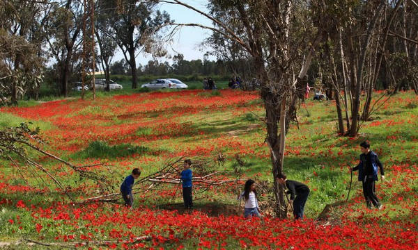 Darom Adom (Scarlet South) Festival - Keren Kayemeth LeIsrael - KKL-JNF