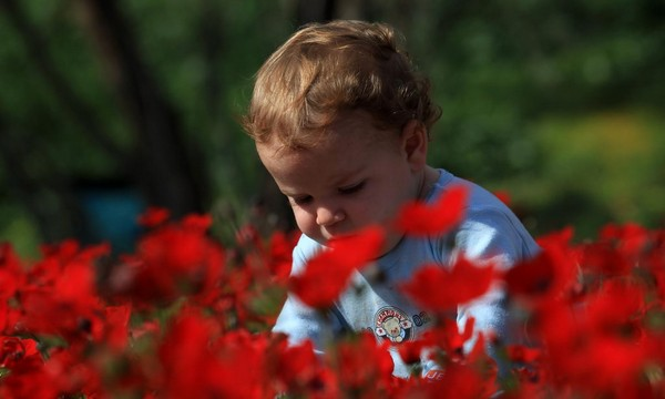 Darom Adom (Scarlet South) Festival - Keren Kayemeth LeIsrael - KKL-JNF