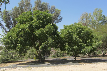Mexico - Keren Kayemeth LeIsrael - KKL-JNF