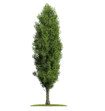 The National Tree of Israel - Keren Kayemeth LeIsrael - KKL-JNF