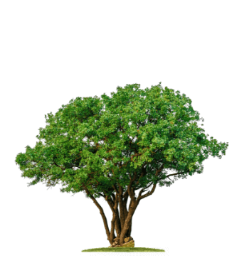 The National Tree of Israel - Keren Kayemeth LeIsrael - KKL-JNF