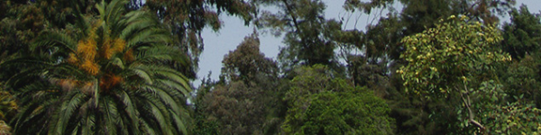 The National Tree of Israel - Keren Kayemeth LeIsrael - KKL-JNF