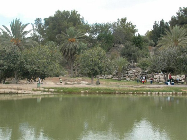 Date Palm Spring. Photo: Yaakov Shkolnik. Eked Antiquities. Photo ...