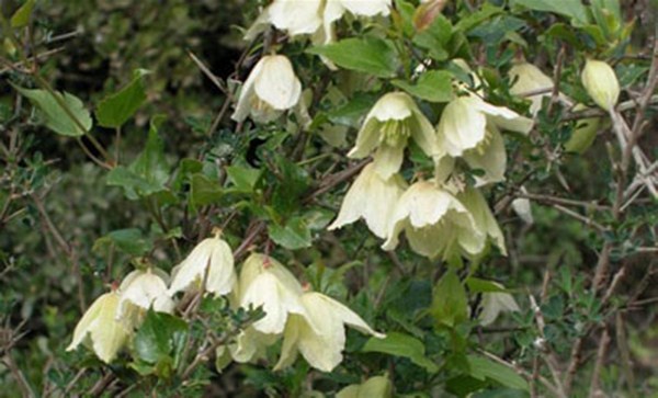 Baram Forest. Photo: Yaakov Shkolnik Lea and Itzhak Rabin Recreation ...