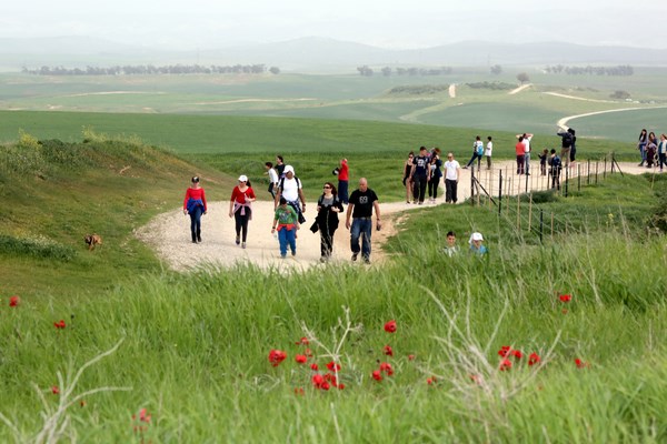 Beeri forest. Photo: Yaakov Shkolnik Accessible path at Beeri forest ...