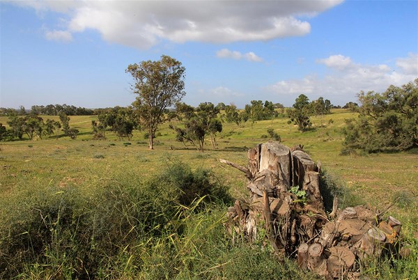 Beeri forest. Photo: Yaakov Shkolnik Accessible path at Beeri forest ...