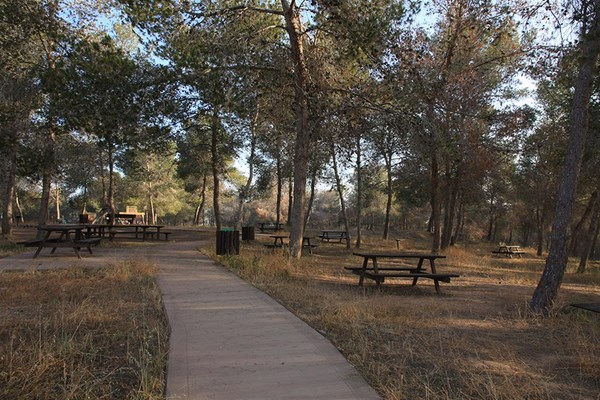 Beeri forest. Photo: Yaakov Shkolnik Accessible path at Beeri forest ...