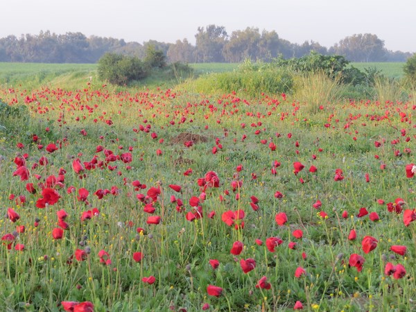 Scarlet south festival. Photo: Yoav Devir Scarlet south festival. Photo ...