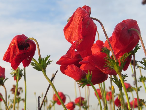 Scarlet south festival. Photo: Yoav Devir Scarlet south festival. Photo ...