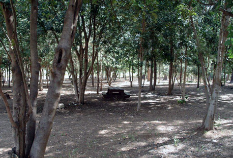 Hulda Forest. Photo: KKL-JNF Archive.