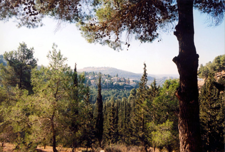 Jerusalem Forest facing city. Photo: KKL-JNF Archive.