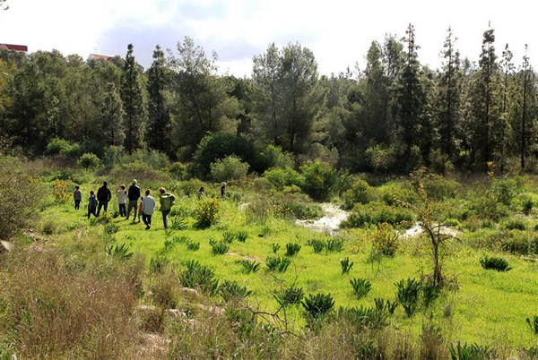 Wildflower, Rosh HaAyin forest. Photo: Yaakov Shkolnik Walking Rosh ...