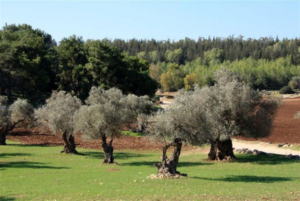 The Shabbat Stone. Photo: Yaakov Shkolnik Ein Yivka, Yivka Spring ...