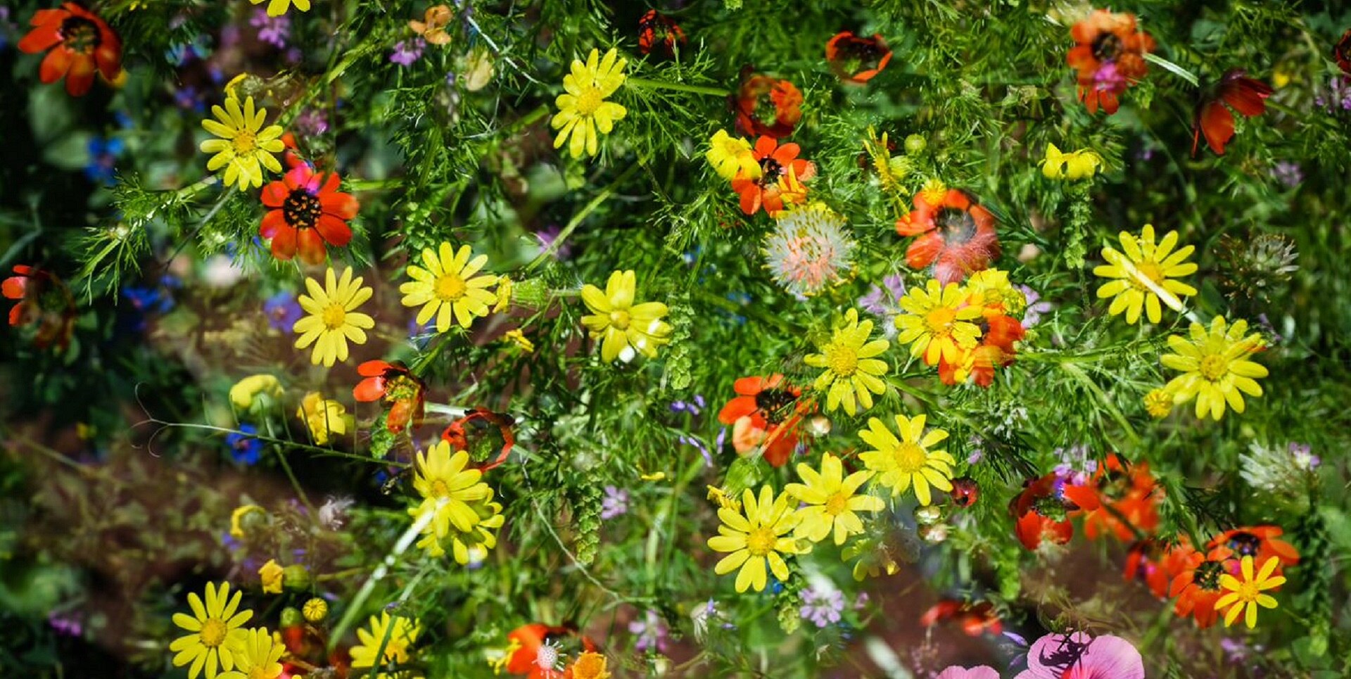 KKL JNF | JNF Israel | Forests, parks and sites | JNF donation