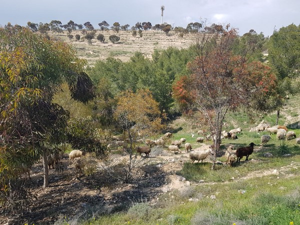 Keren Kayemeth LeIsrael - KKL-JNF - A Pearl in the Heart of the Desert